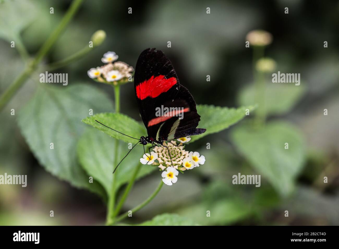Postman moth hi-res stock photography and images - Alamy