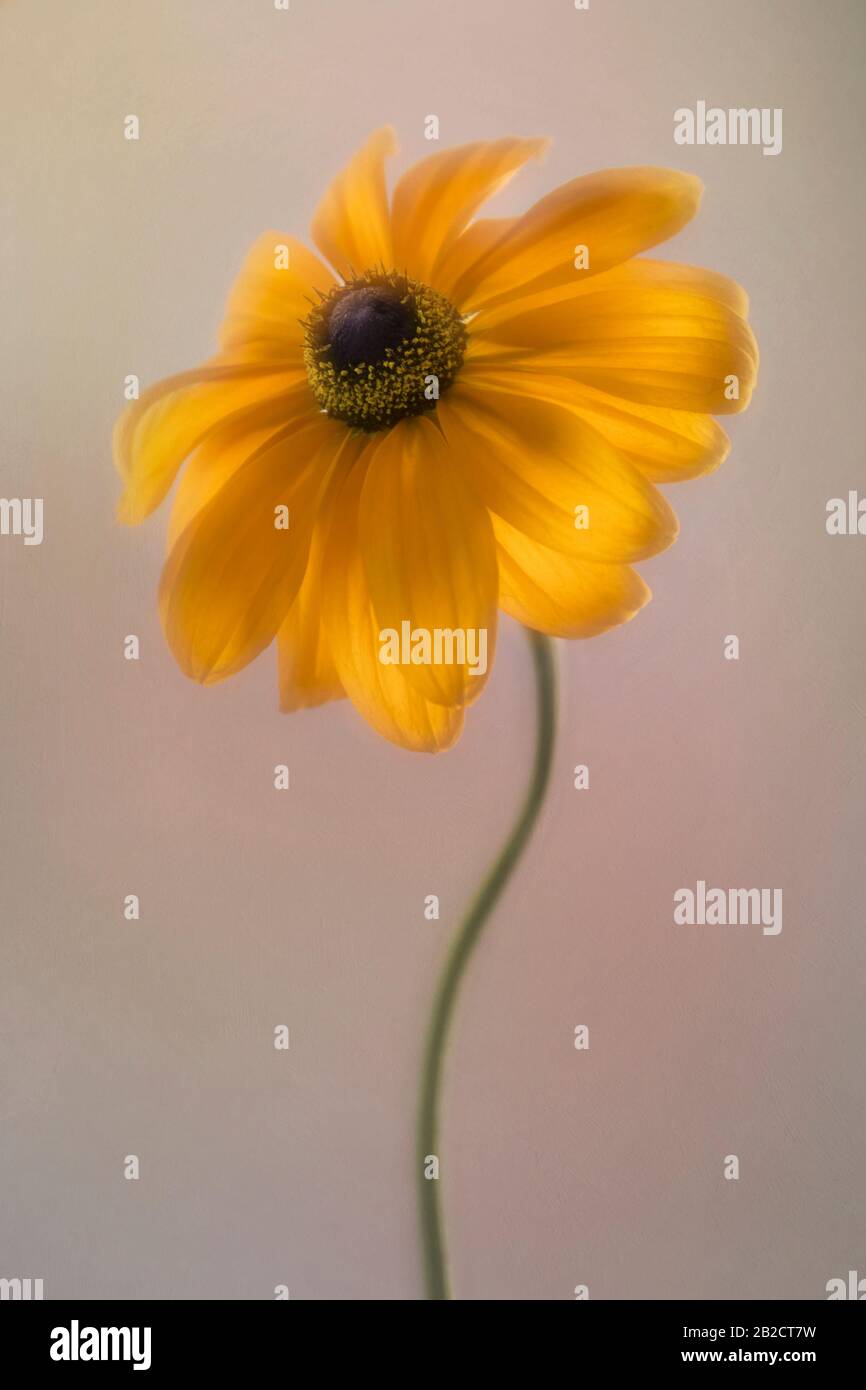 Orange cornflower hi-res stock photography and images - Alamy