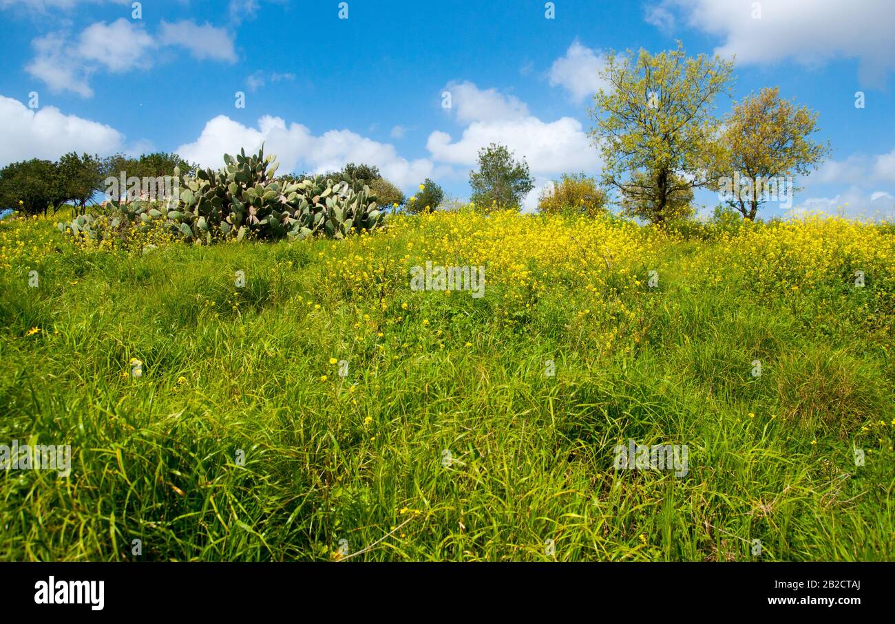 Nature travel in Israel during spring weather Stock Photo - Alamy