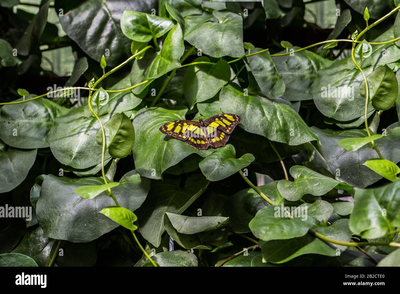 black yellow tropical swallowtail butterfly Stock Photo - Alamy