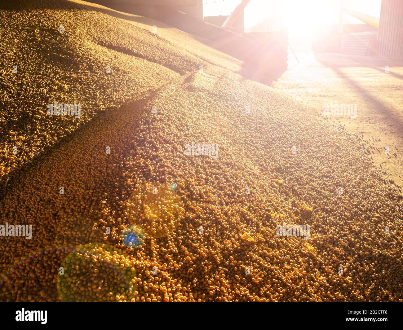 Farmer soybean grain harvest hi-res stock photography and images - Alamy