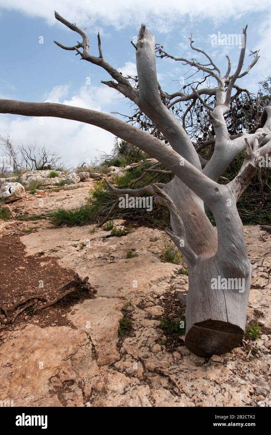 Trees after fire hi-res stock photography and images - Alamy