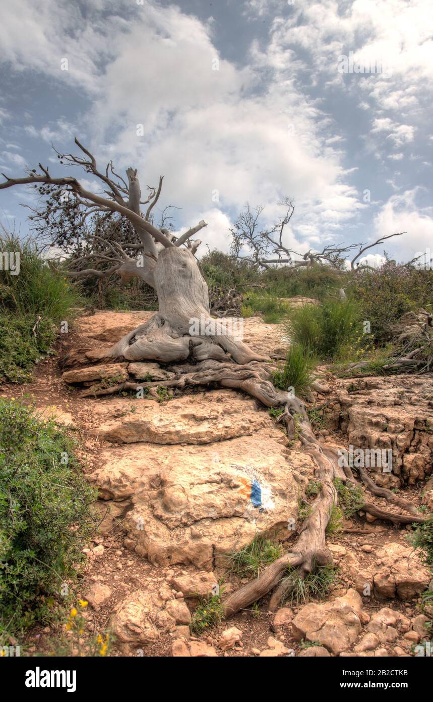 Dead trees after hi-res stock photography and images - Alamy