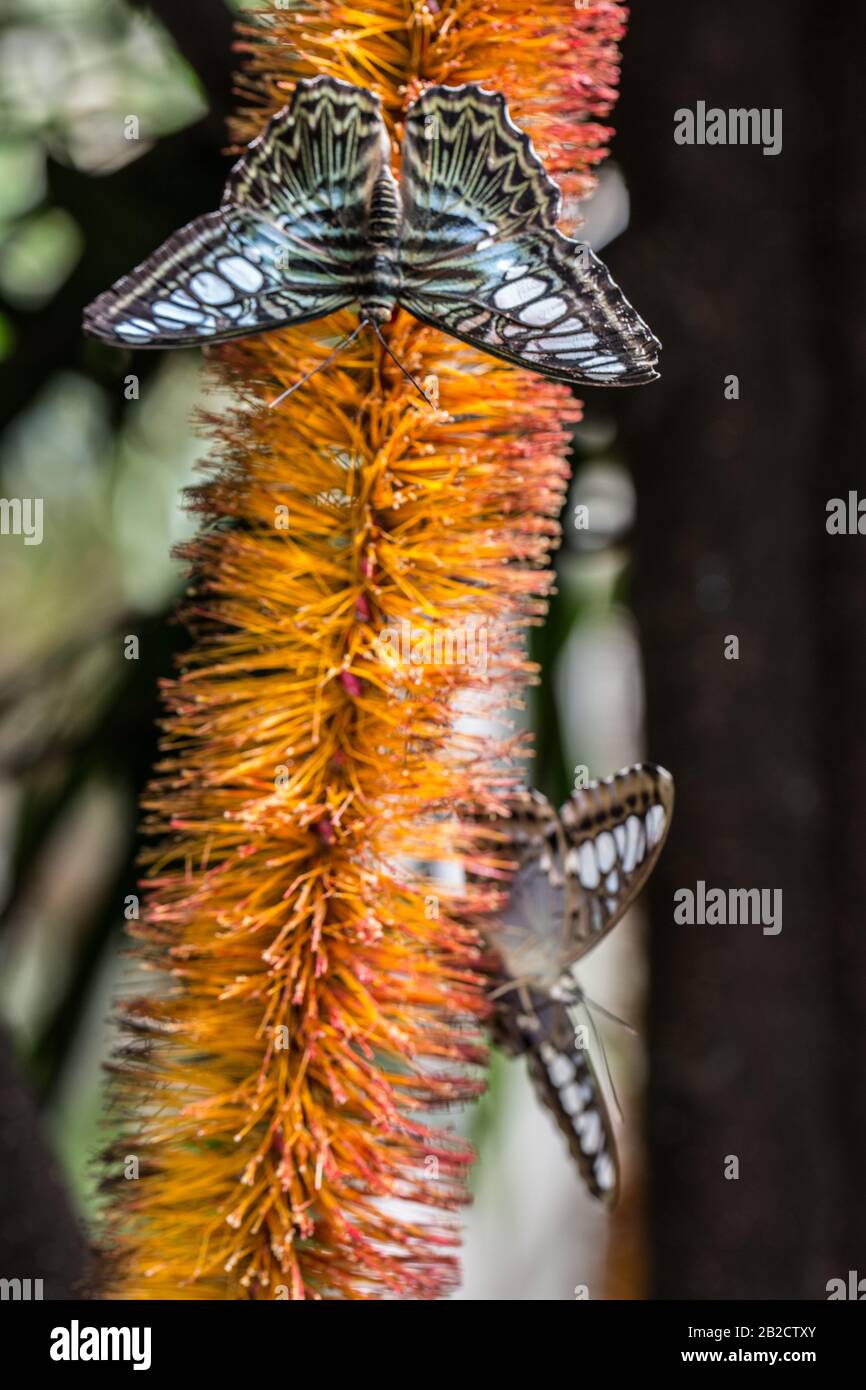 Blauer falter hi-res stock photography and images - Alamy