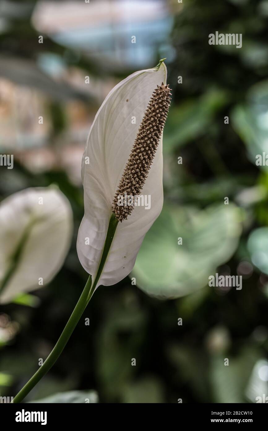 White filigran hi-res stock photography and images - Alamy