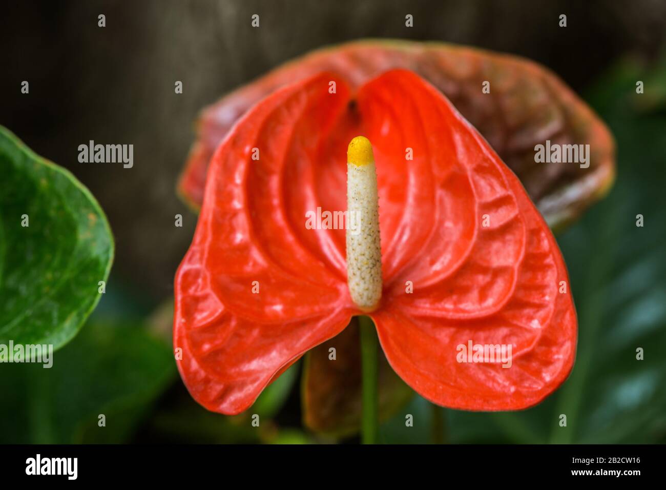 White filigran hi-res stock photography and images - Alamy