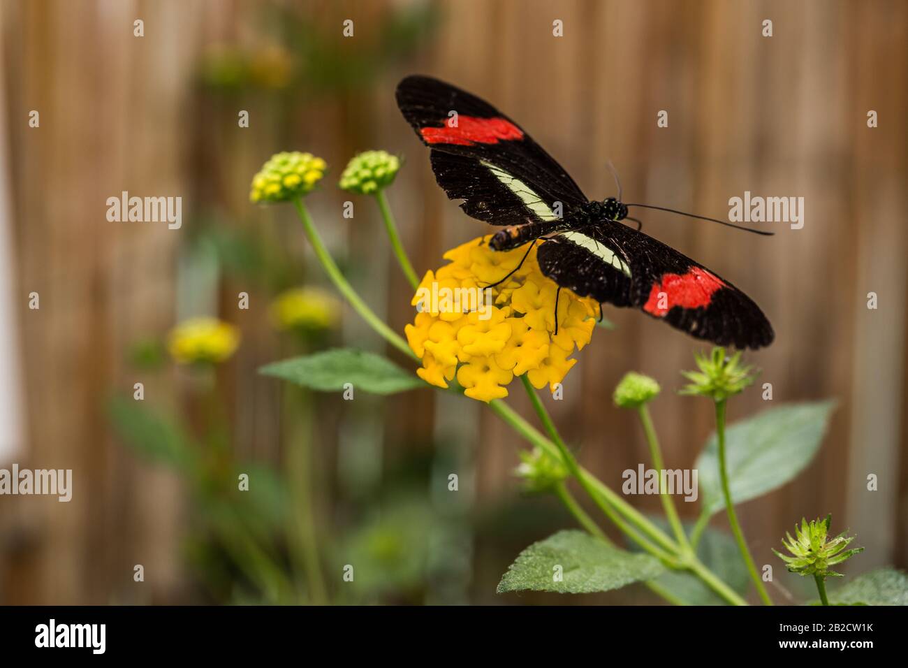 Postman moth hi-res stock photography and images - Alamy