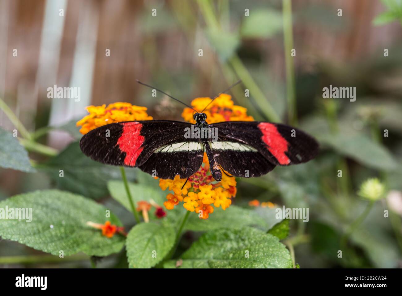 Postman moth hi-res stock photography and images - Alamy