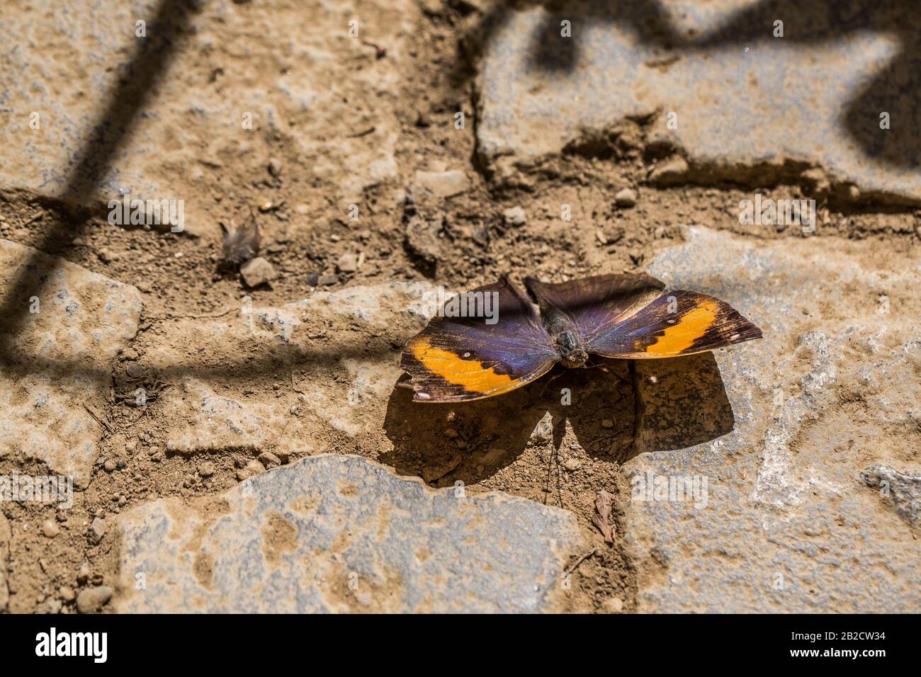tropical Indian leaf butterfly Stock Photo - Alamy