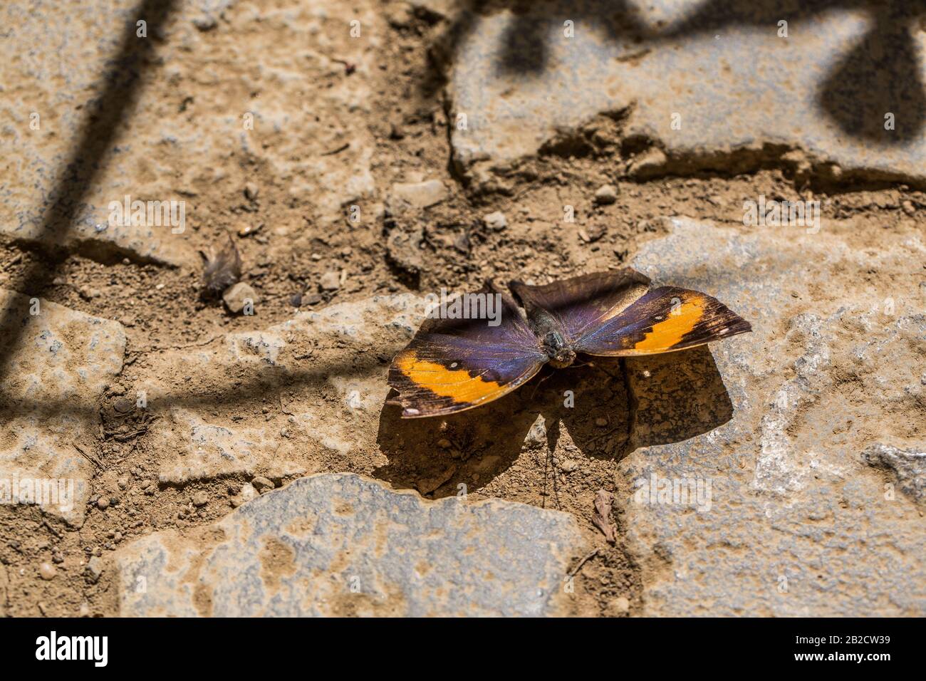 Indian leaf butterfly hi-res stock photography and images - Alamy