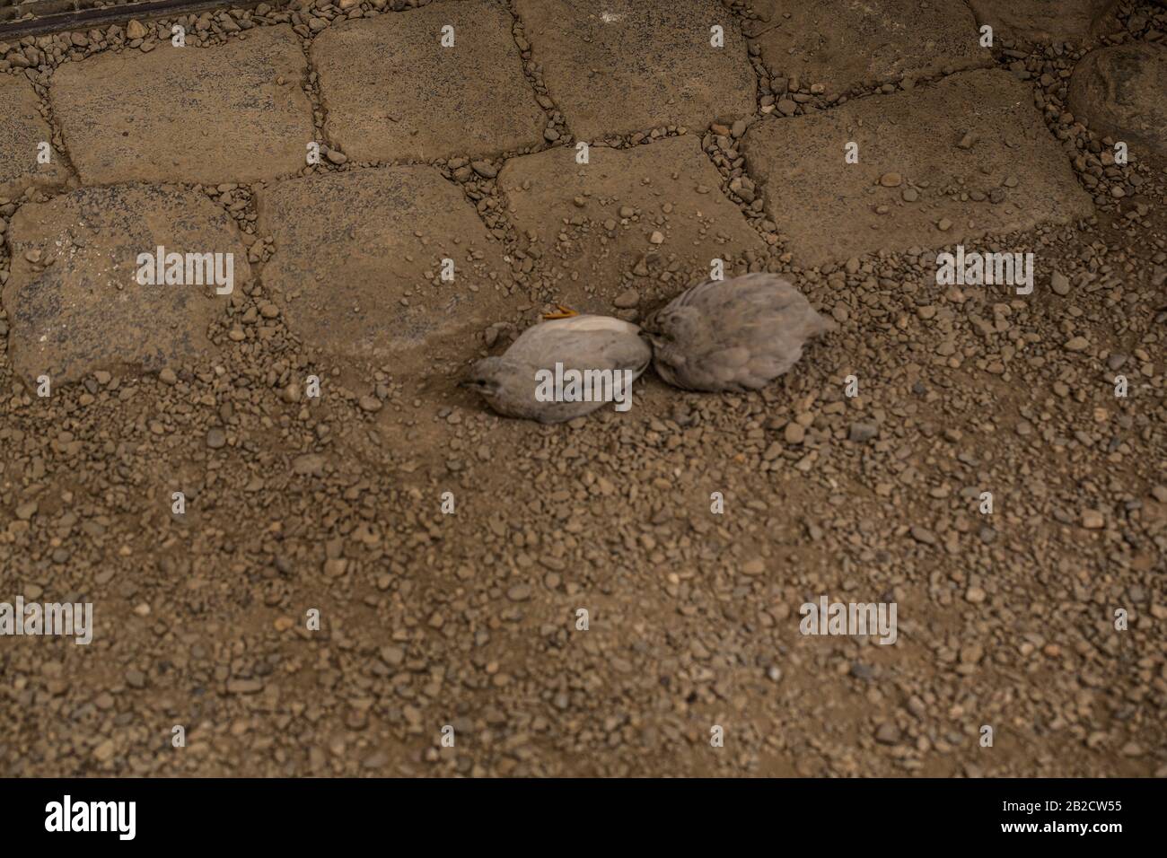 Chinese dwarf quail hi-res stock photography and images - Alamy