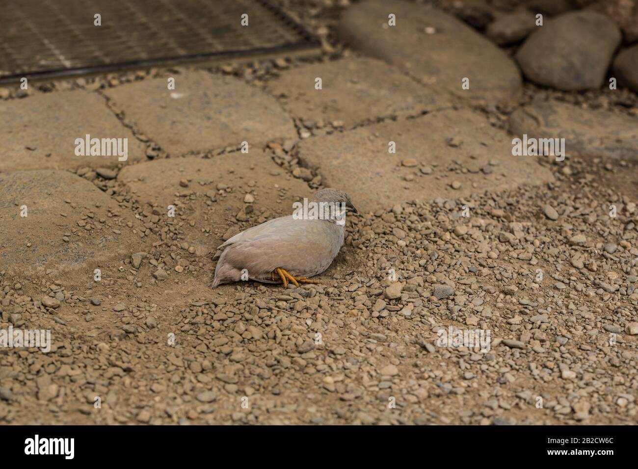 Chinese dwarf quail hi-res stock photography and images - Alamy