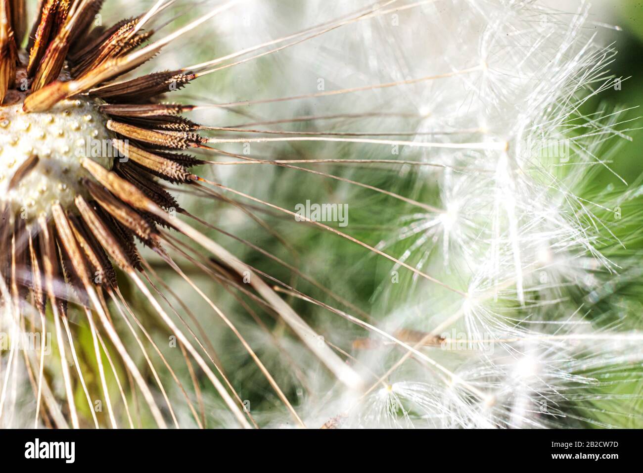 Dandelion seeds blowing in wind in summer field background. Change ...