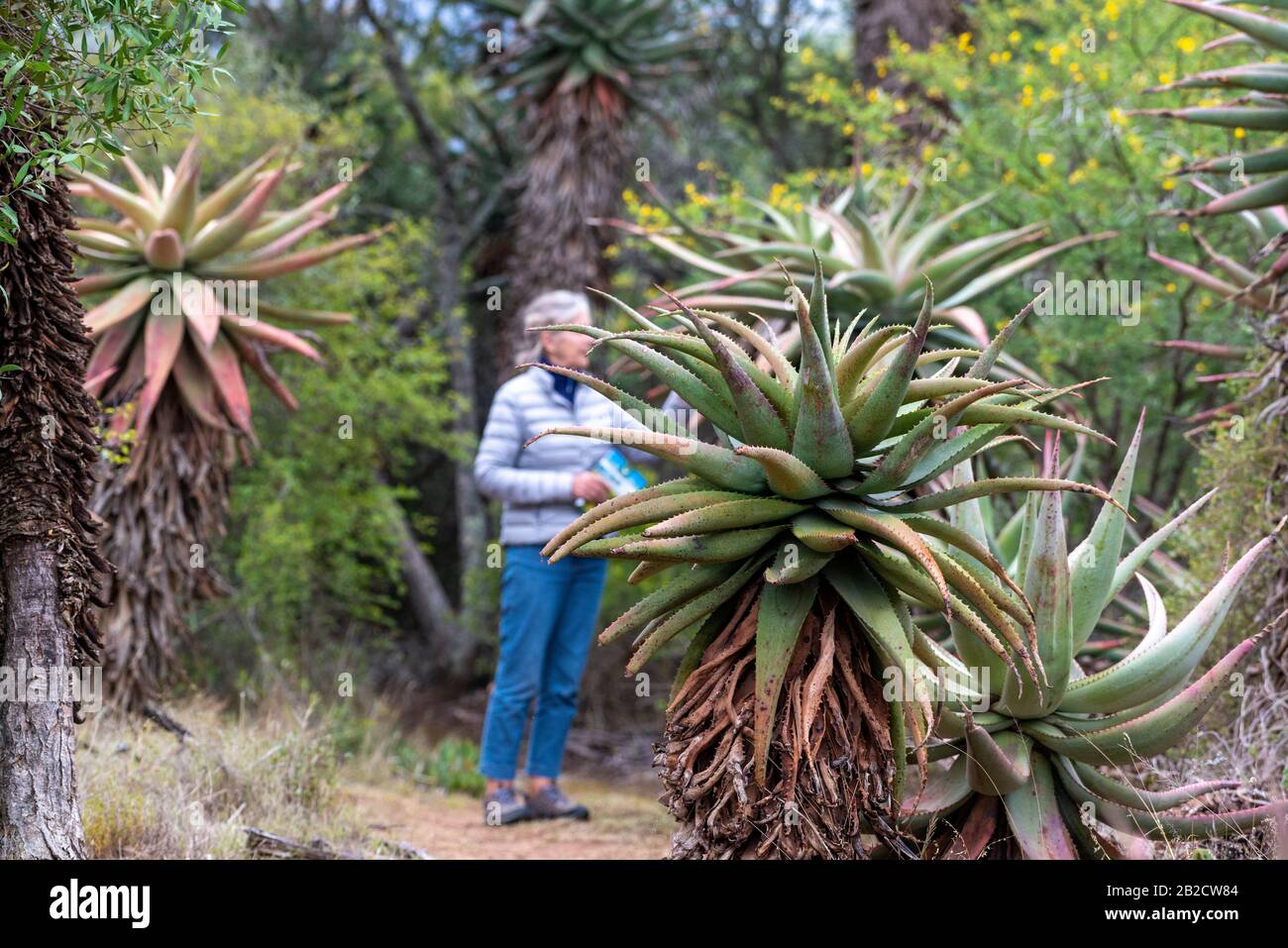 Big Aloe Vera Plant