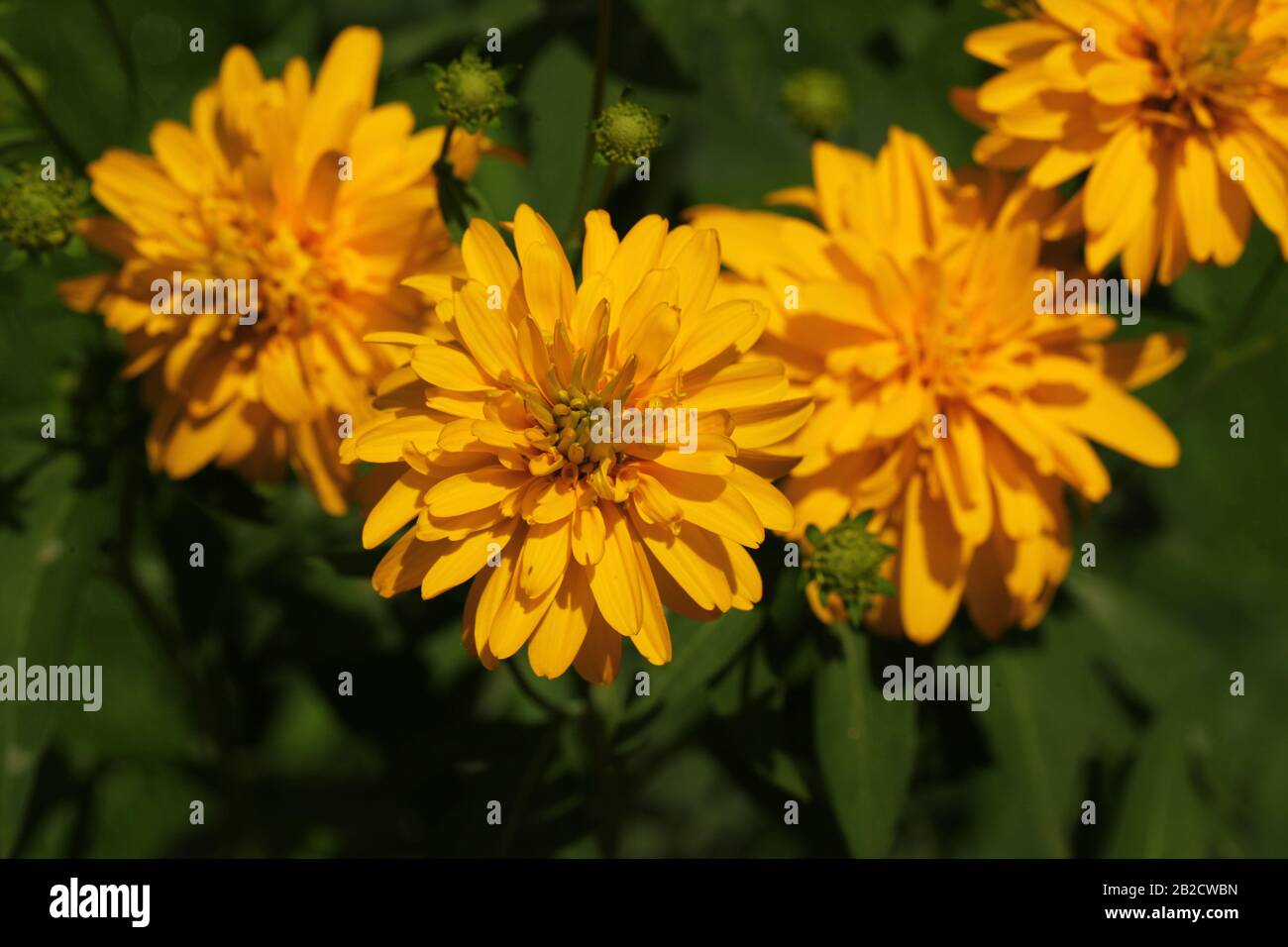 flowers plants in garden tropical sri lanka Stock Photo - Alamy