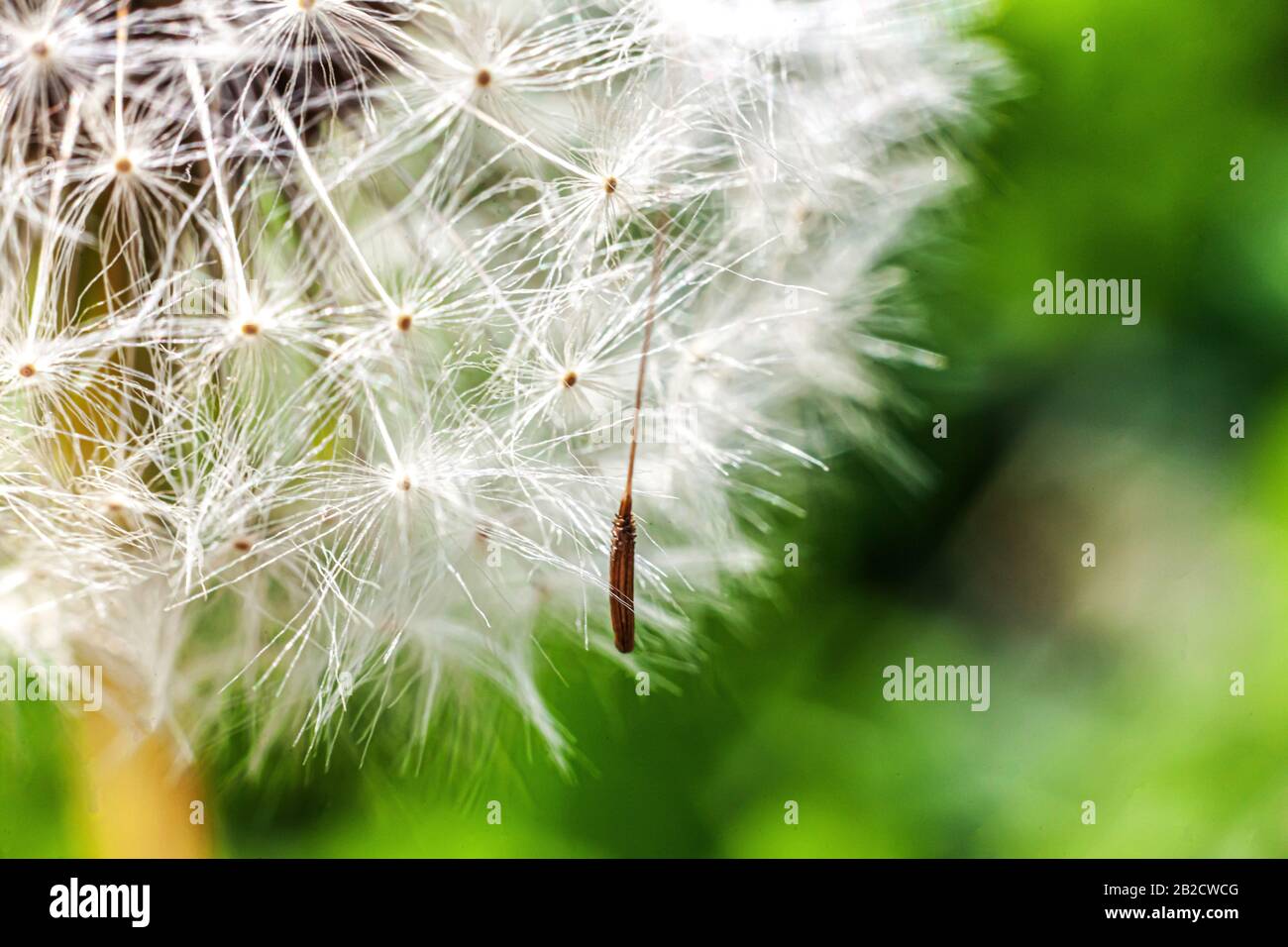 Dandelion seeds blowing in wind in summer field background. Change ...