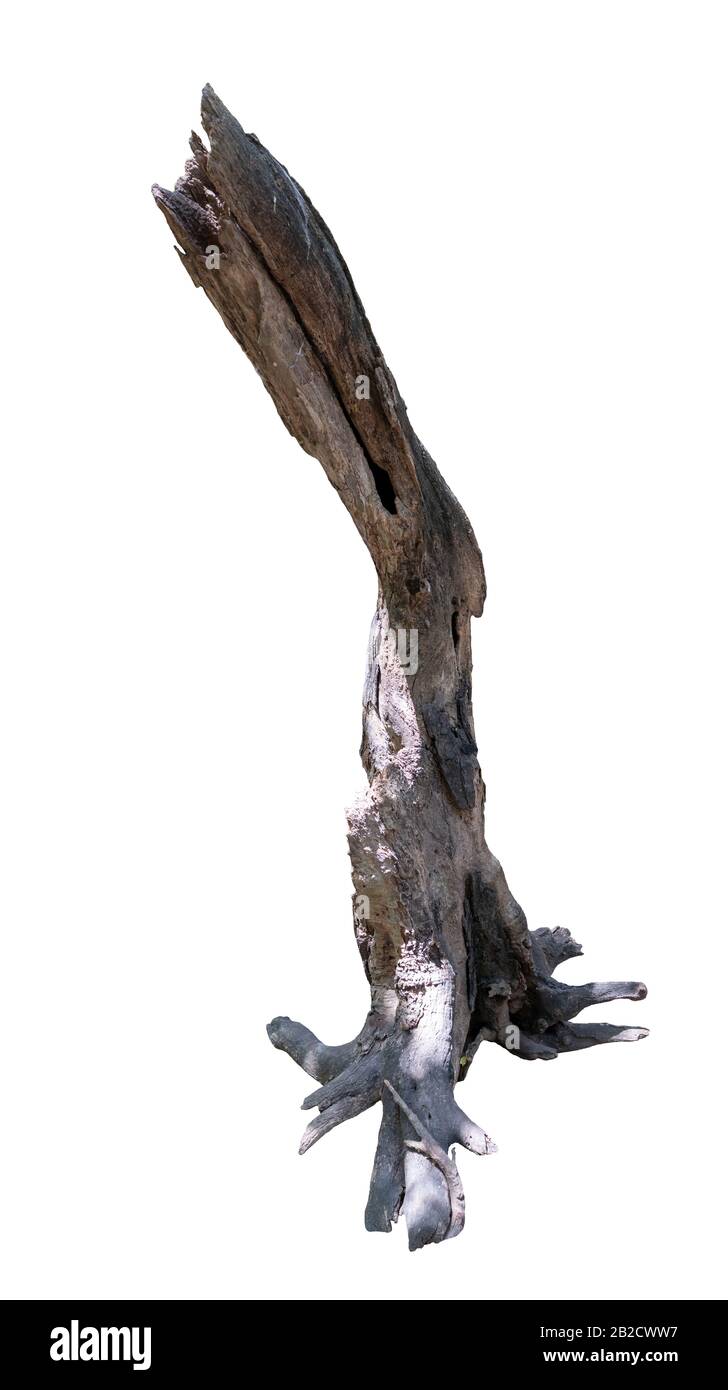 Dead tree isolated on white background with clipping path Stock Photo ...