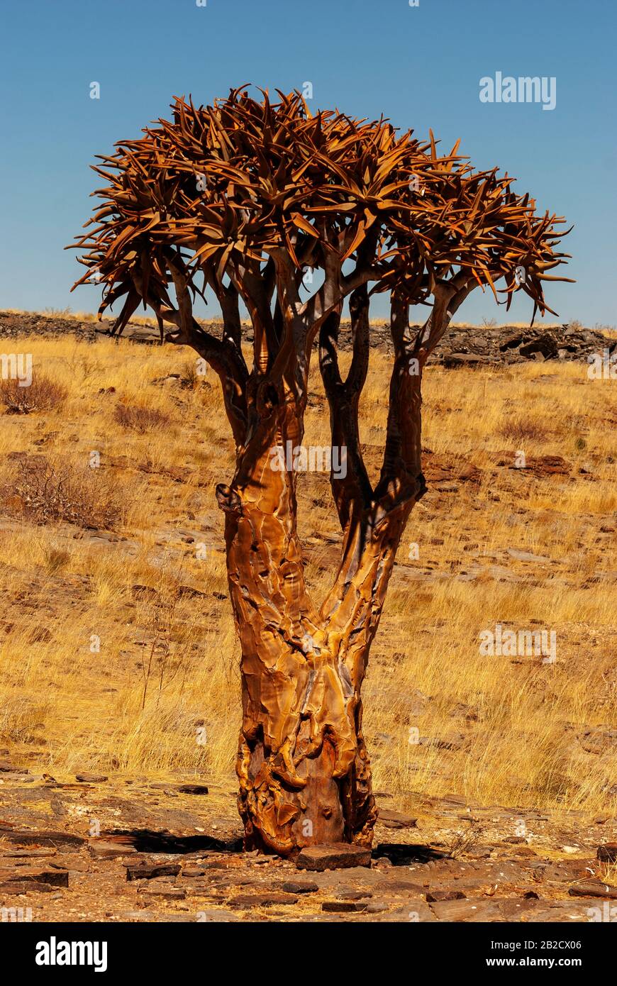 C14 hi-res stock photography and images - Alamy