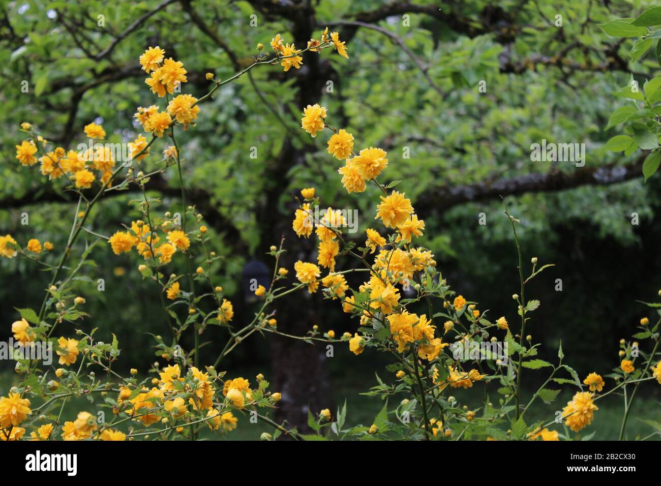 Kerria japonica beautiful yellow hi-res stock photography and images ...