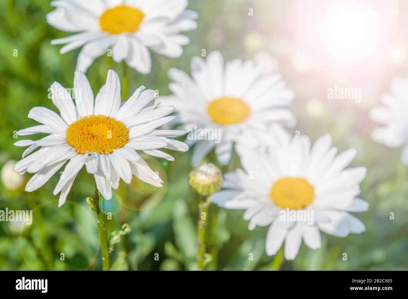 Daisy flowers in spring. Beautiful sunny scene fith sun flare Stock ...