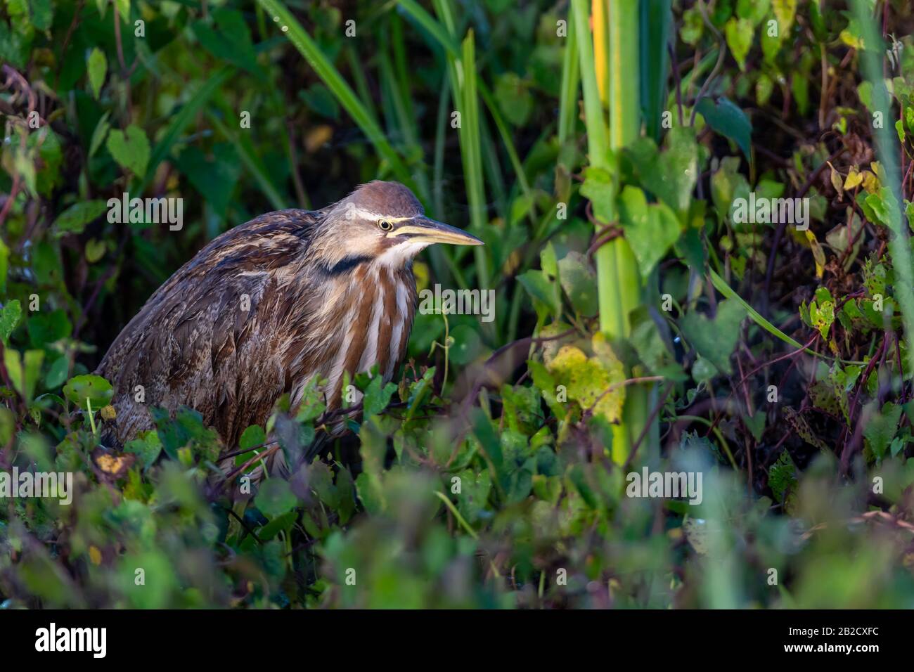 American Bittern (Botaurus lentiginosus) stalking its prey in the Viera ...