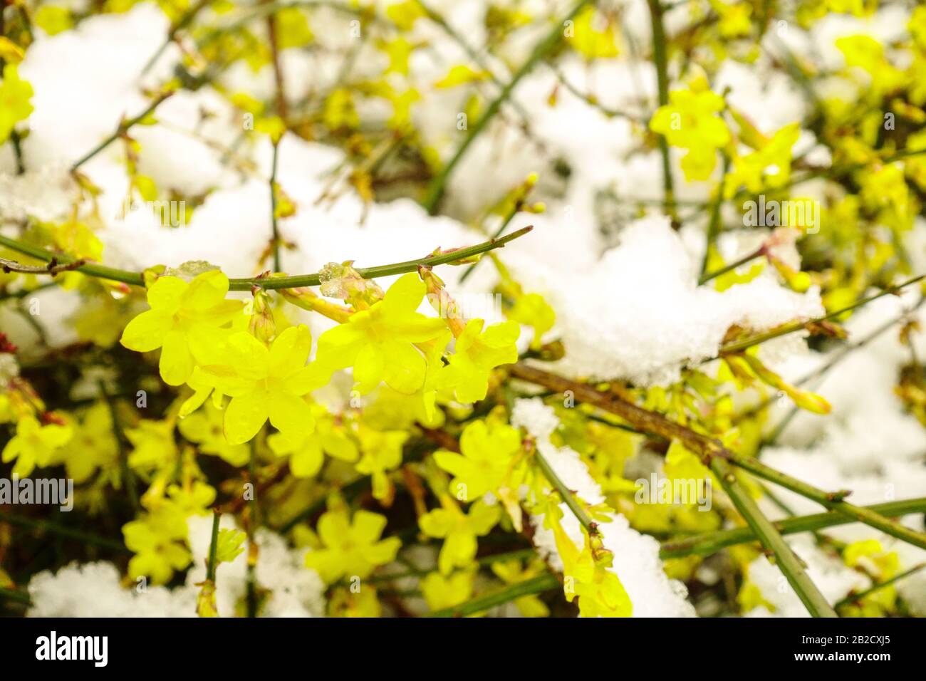 Winter Jasmine High Resolution Stock Photography and Images - Alamy