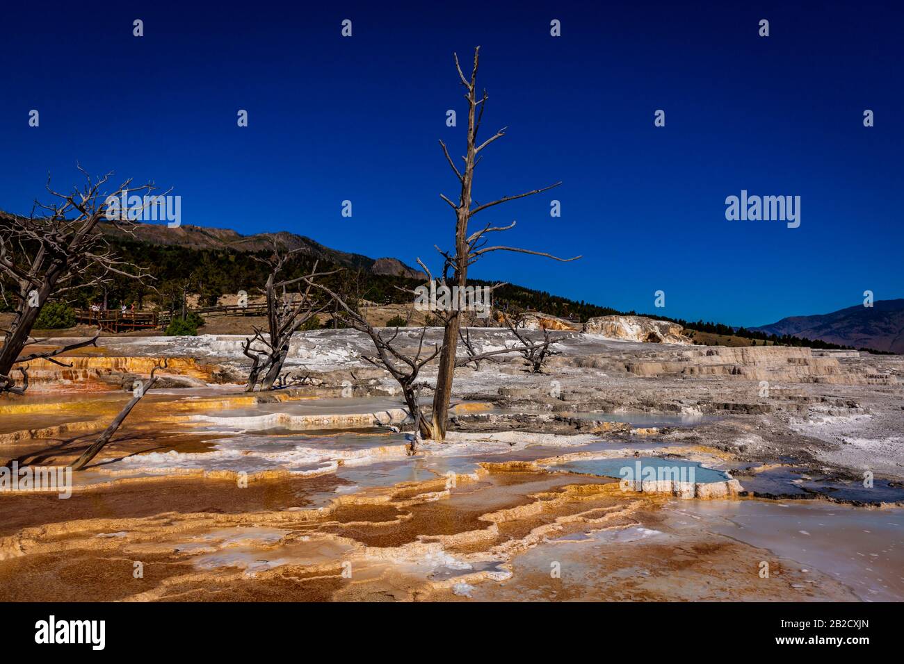 Angel Terrace at Mammoth Hot Springs, in Yellowstone National Park ...