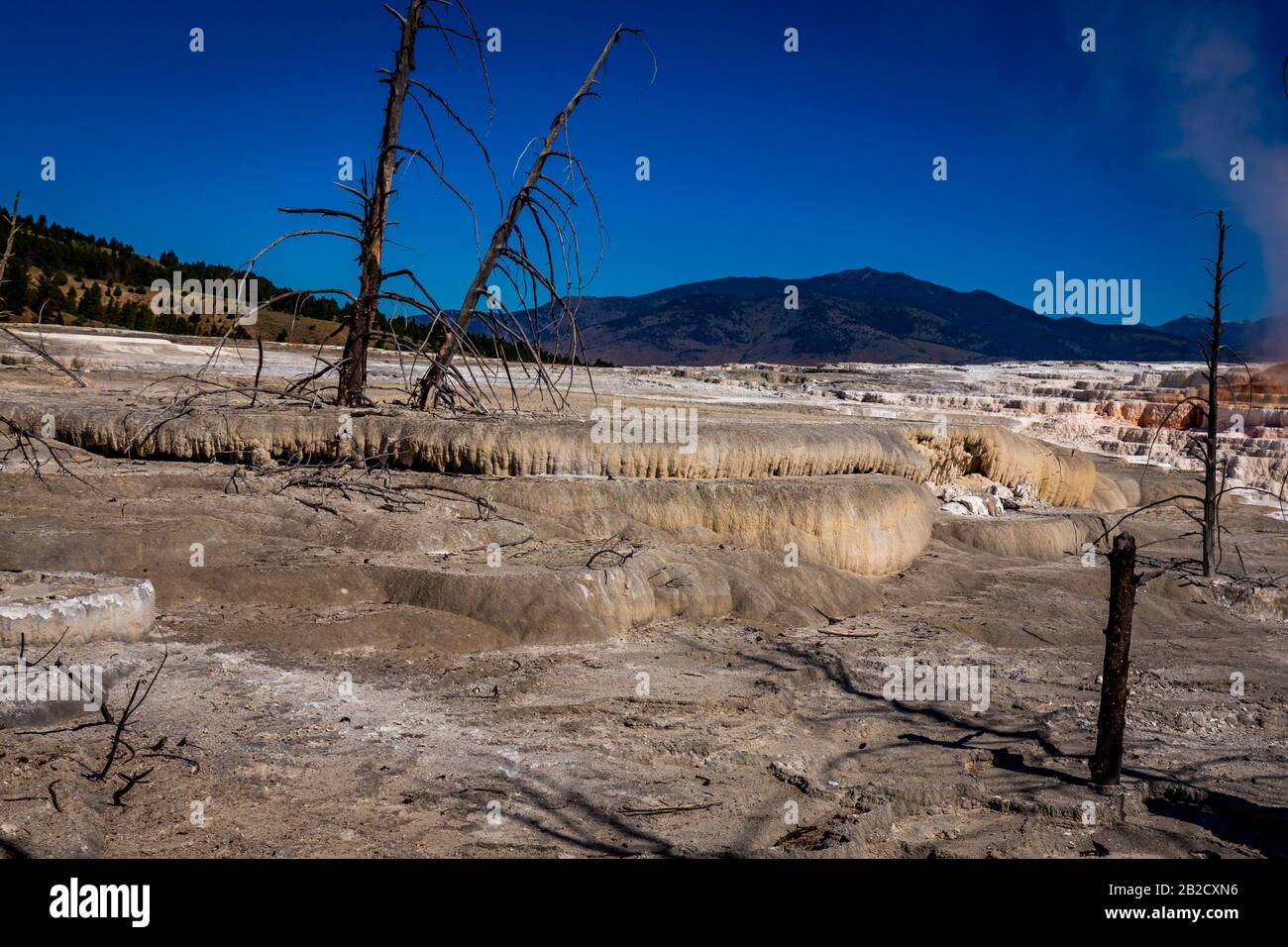 Angel Terrace at Mammoth Hot Springs, in Yellowstone National Park ...