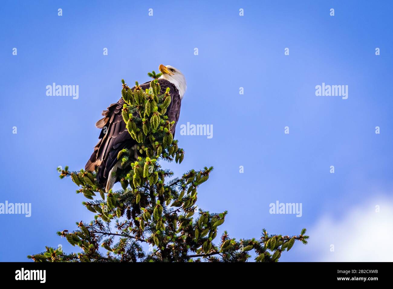 Bald Eagle perching at tree top Stock Photo - Alamy