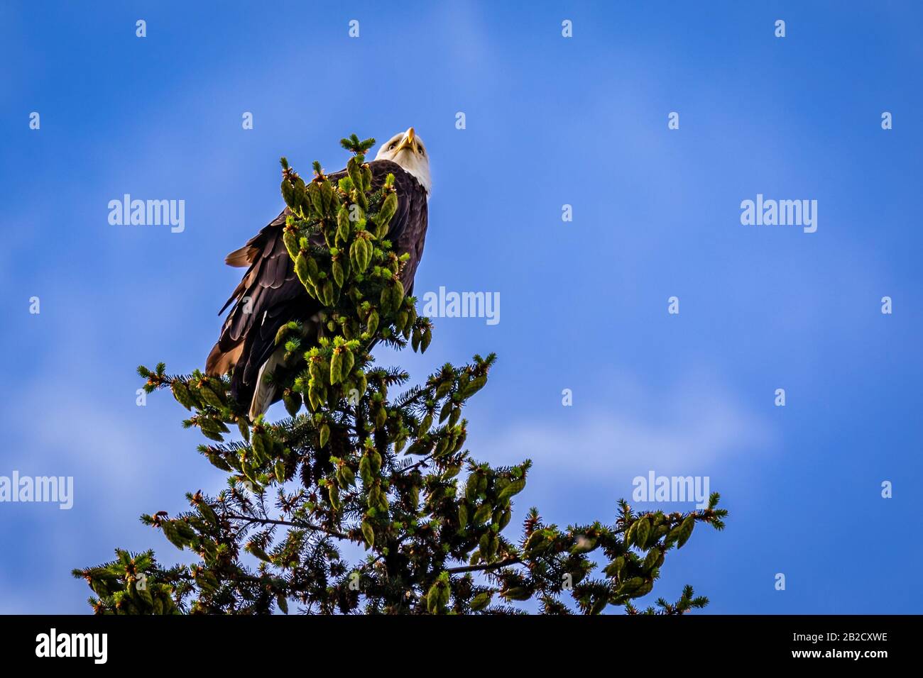 Bald eagle perching hi-res stock photography and images - Alamy