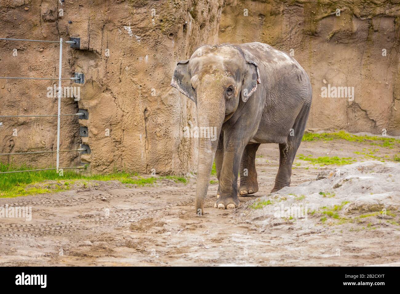 Oregon zoo asian elephant hi-res stock photography and images - Alamy
