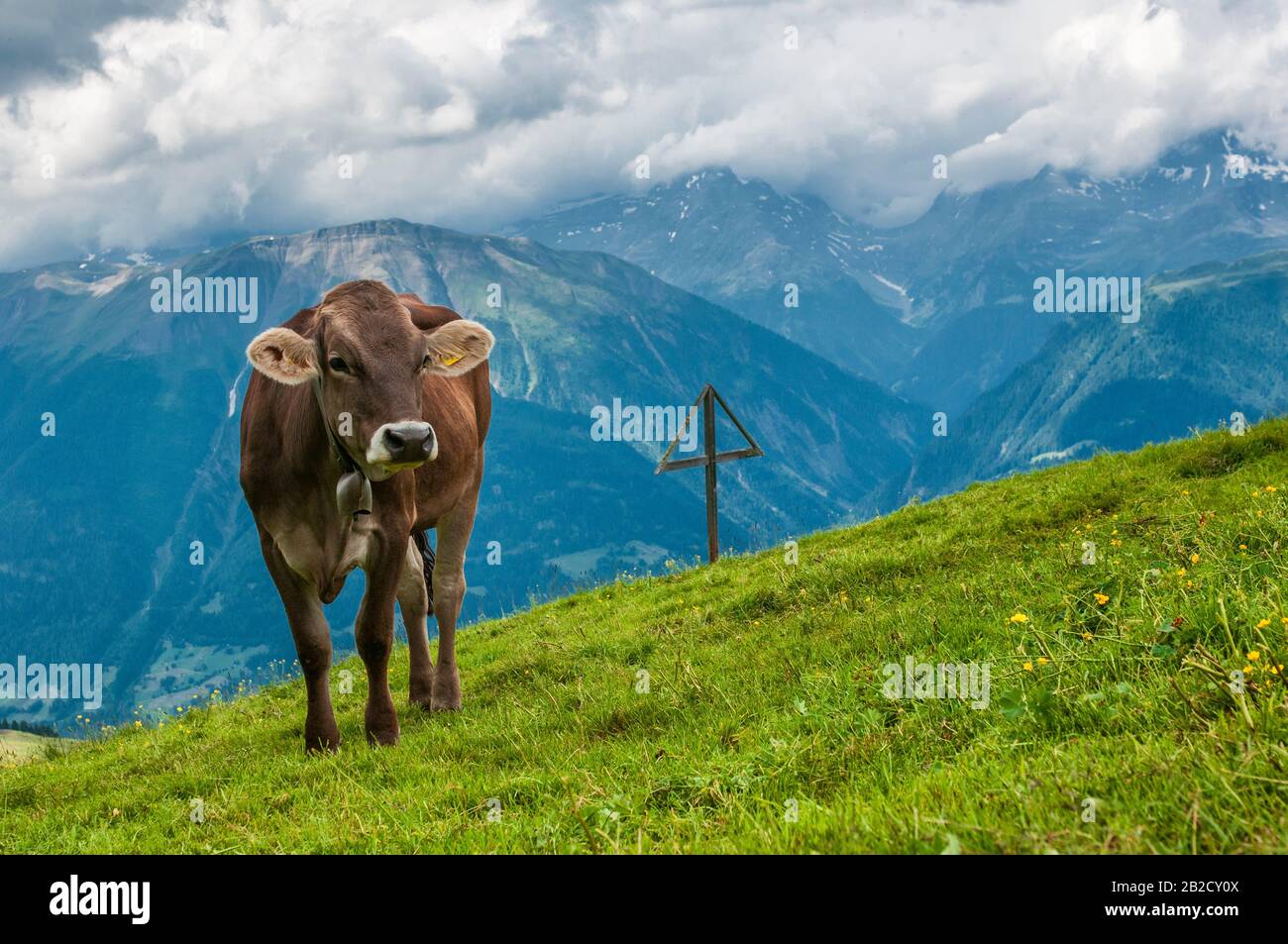 Brown swiss cow hi-res stock photography and images - Alamy