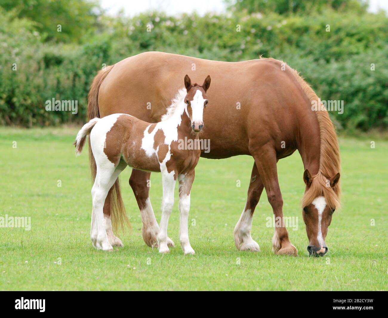 Chestnut coloured pony hi-res stock photography and images - Alamy