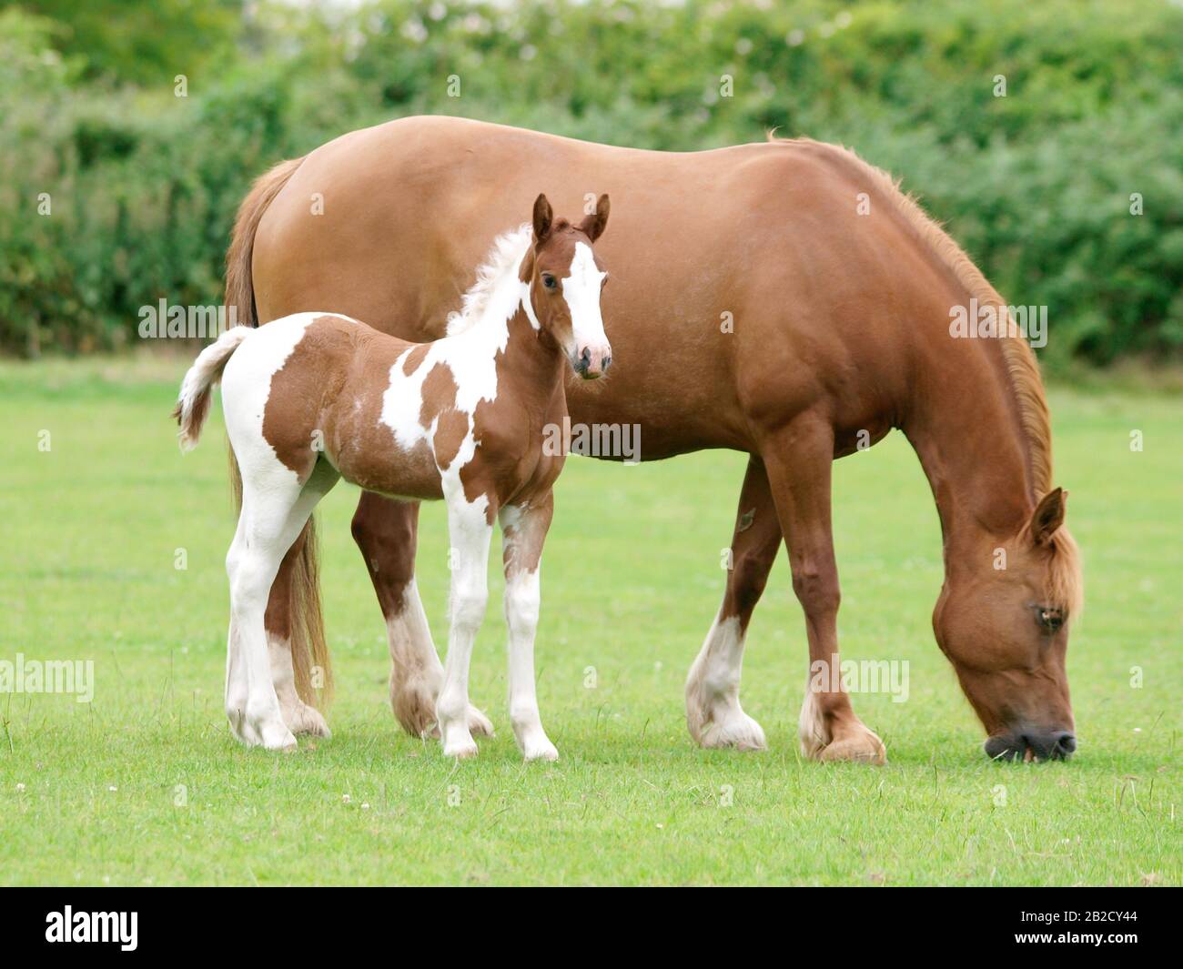 Chestnut coloured pony hi-res stock photography and images - Alamy