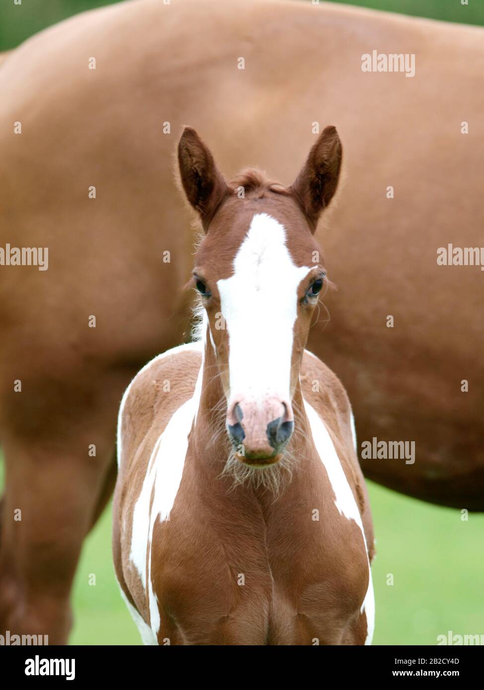 Chestnut Coloured Pony High Resolution Stock Photography and Images - Alamy