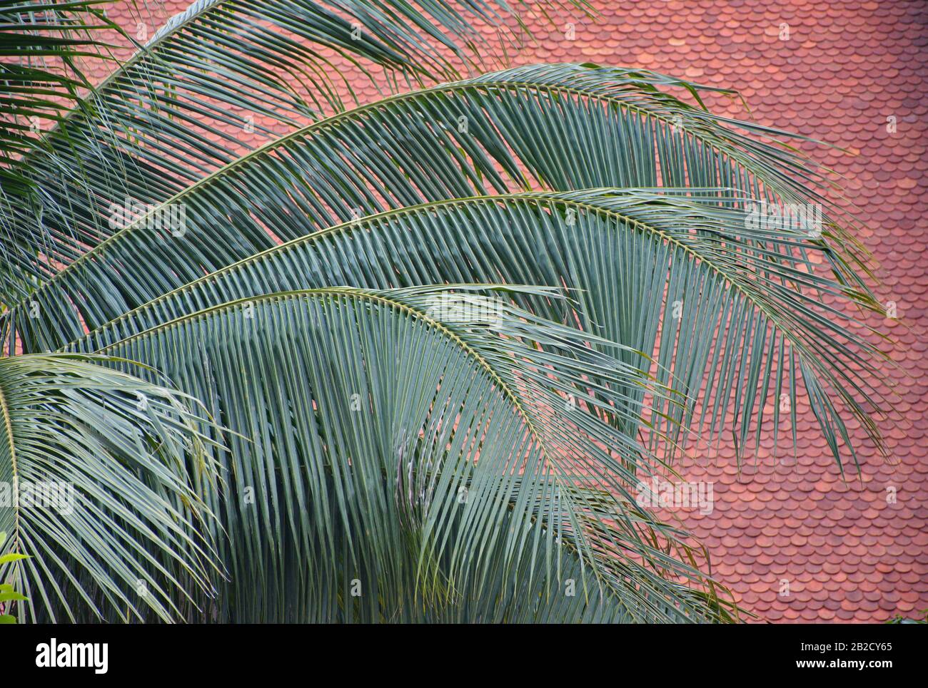 Palm tree against the brick background Stock Photo - Alamy