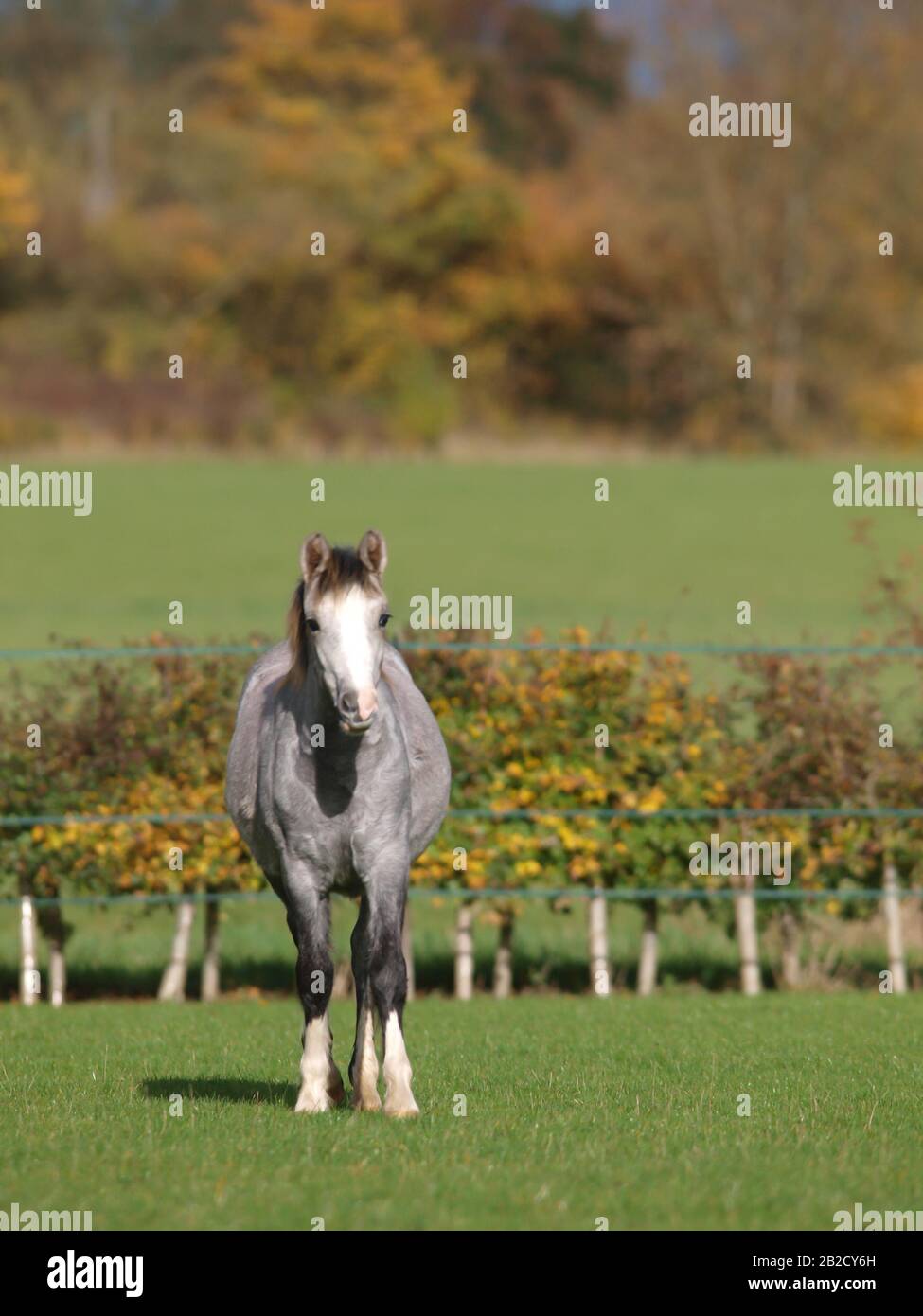 Pretty young welsh pony hi-res stock photography and images - Alamy