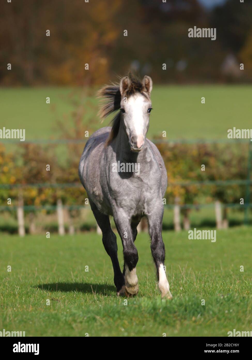 Welsh mountain pony section foal hi-res stock photography and images ...
