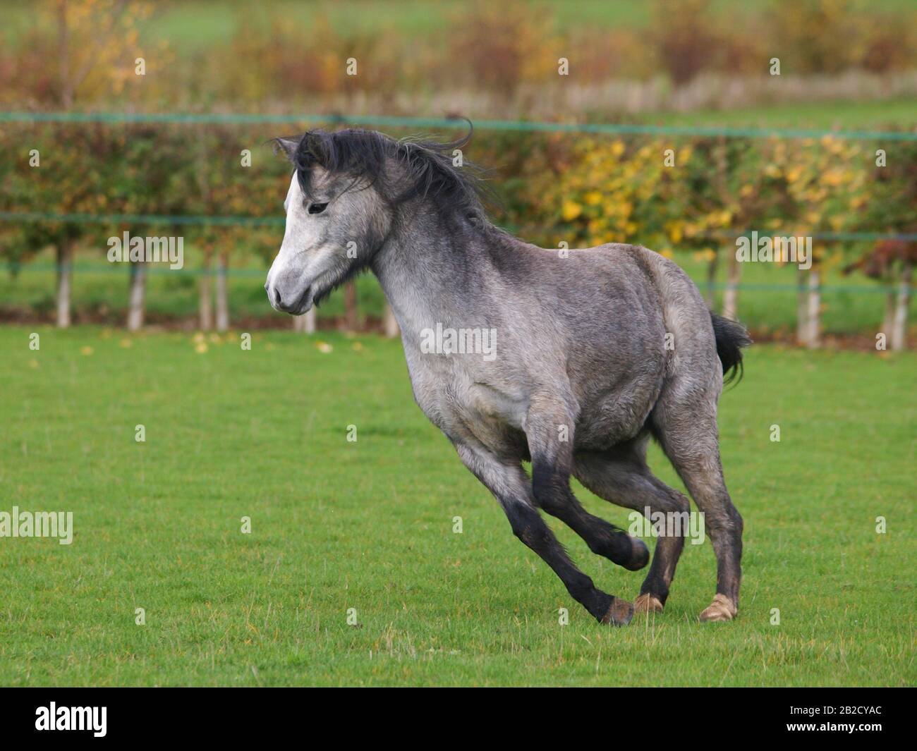 Section a welsh pony riding hi-res stock photography and images - Alamy