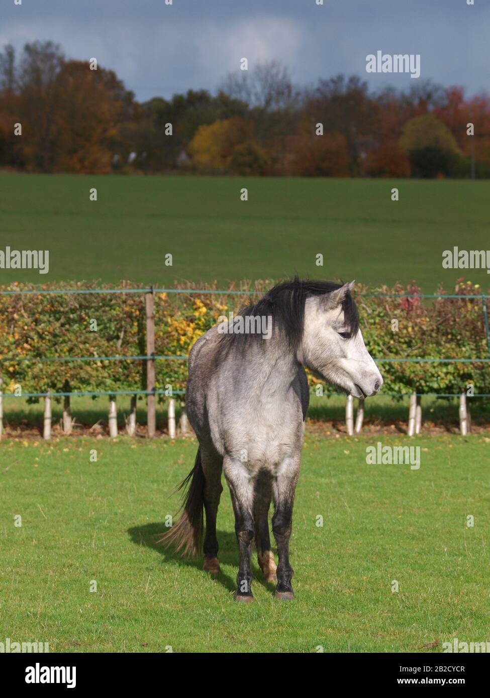 Pretty young welsh pony hi-res stock photography and images - Alamy