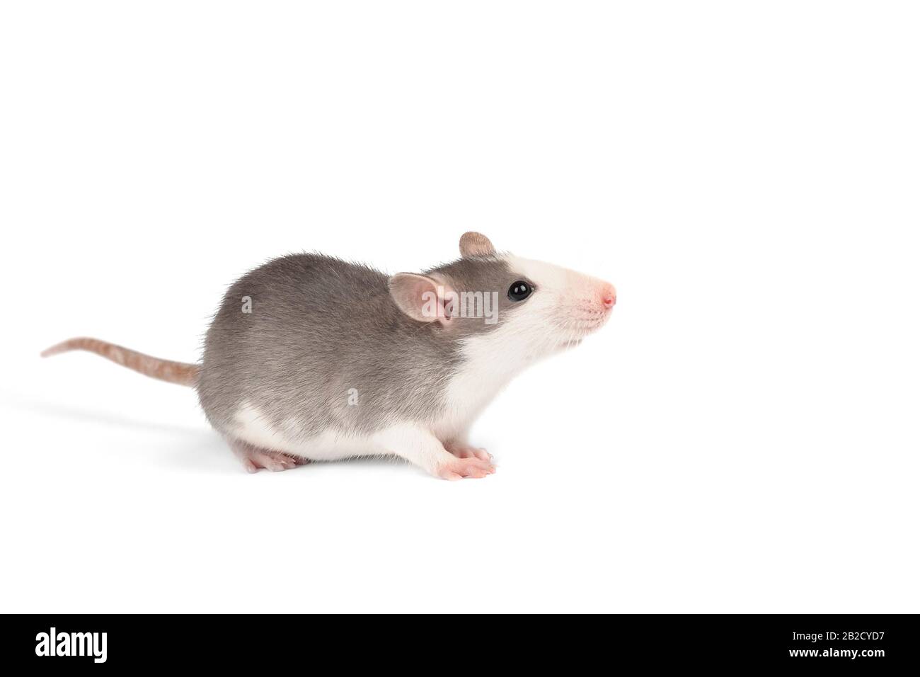 Funny young rat full length isolated on white. Rodent pets ...