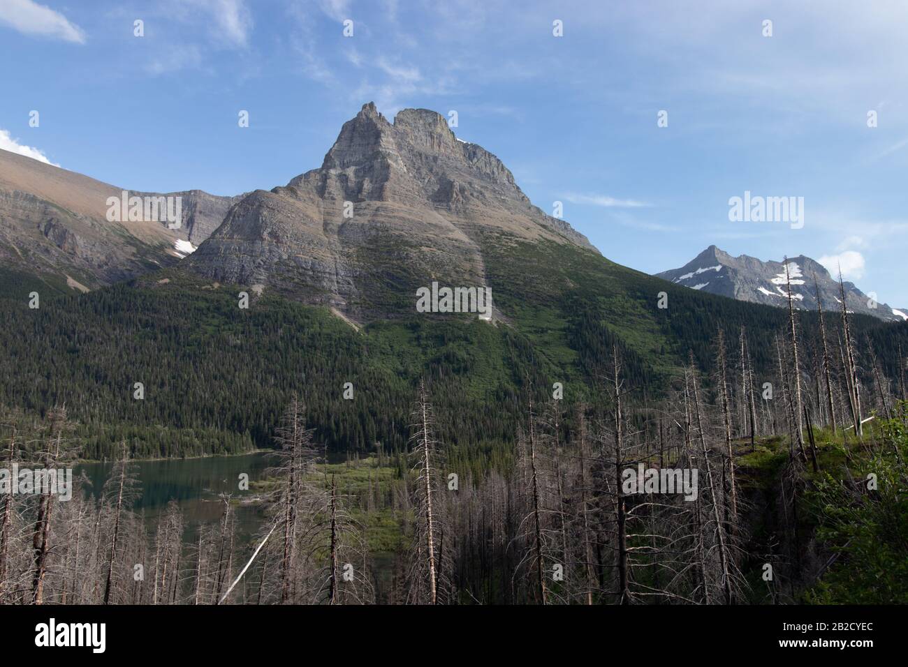 Burned out forest hi-res stock photography and images - Alamy