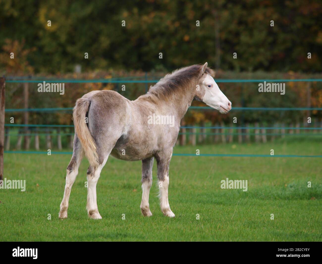 A pretty young Welsh pony stands in a grassy paddock Stock Photo - Alamy