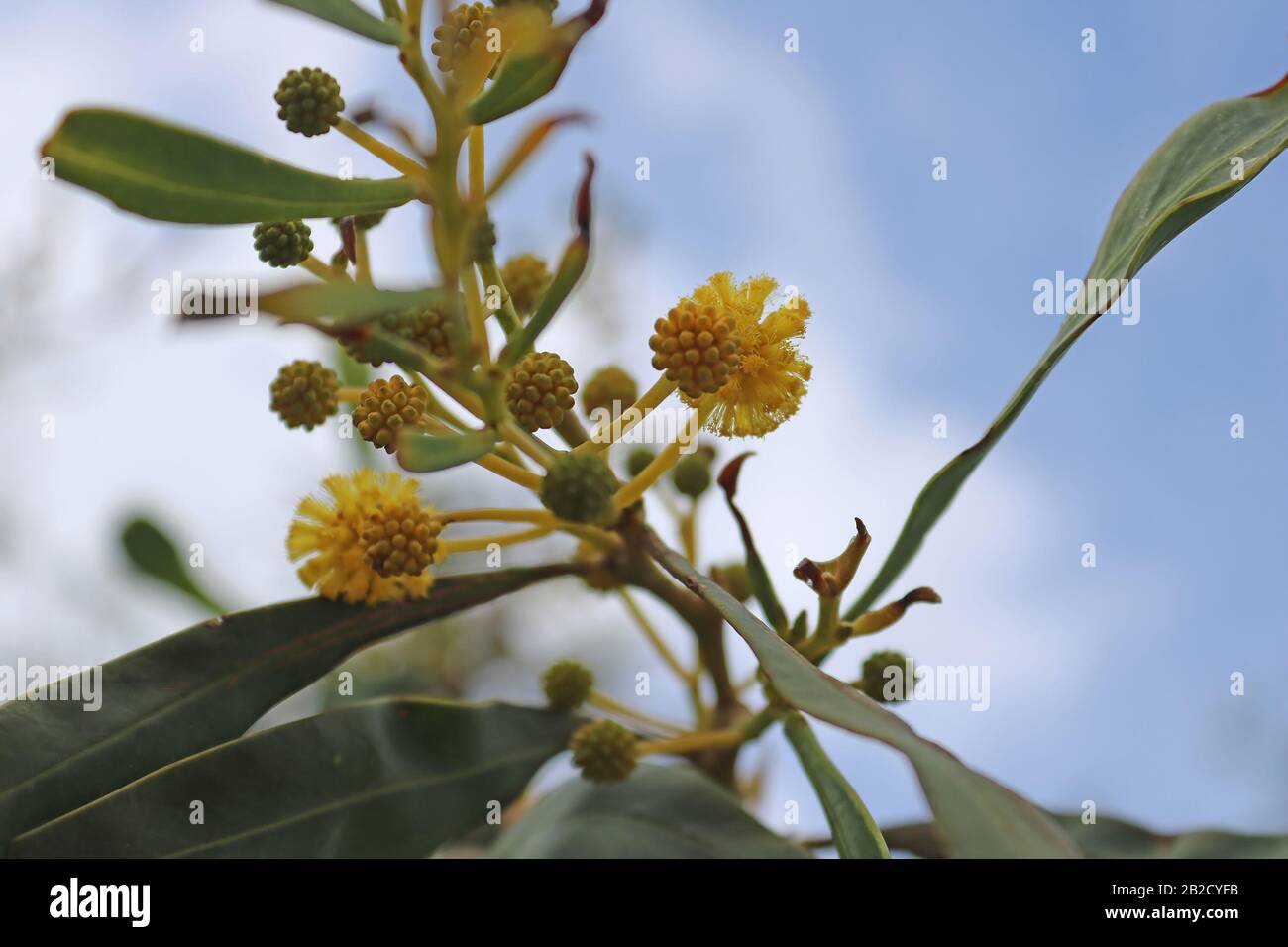 Acacia acacia cyprus hi-res stock photography and images - Alamy