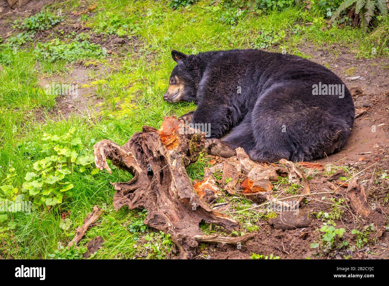 Portland bear in portland hi-res stock photography and images - Alamy