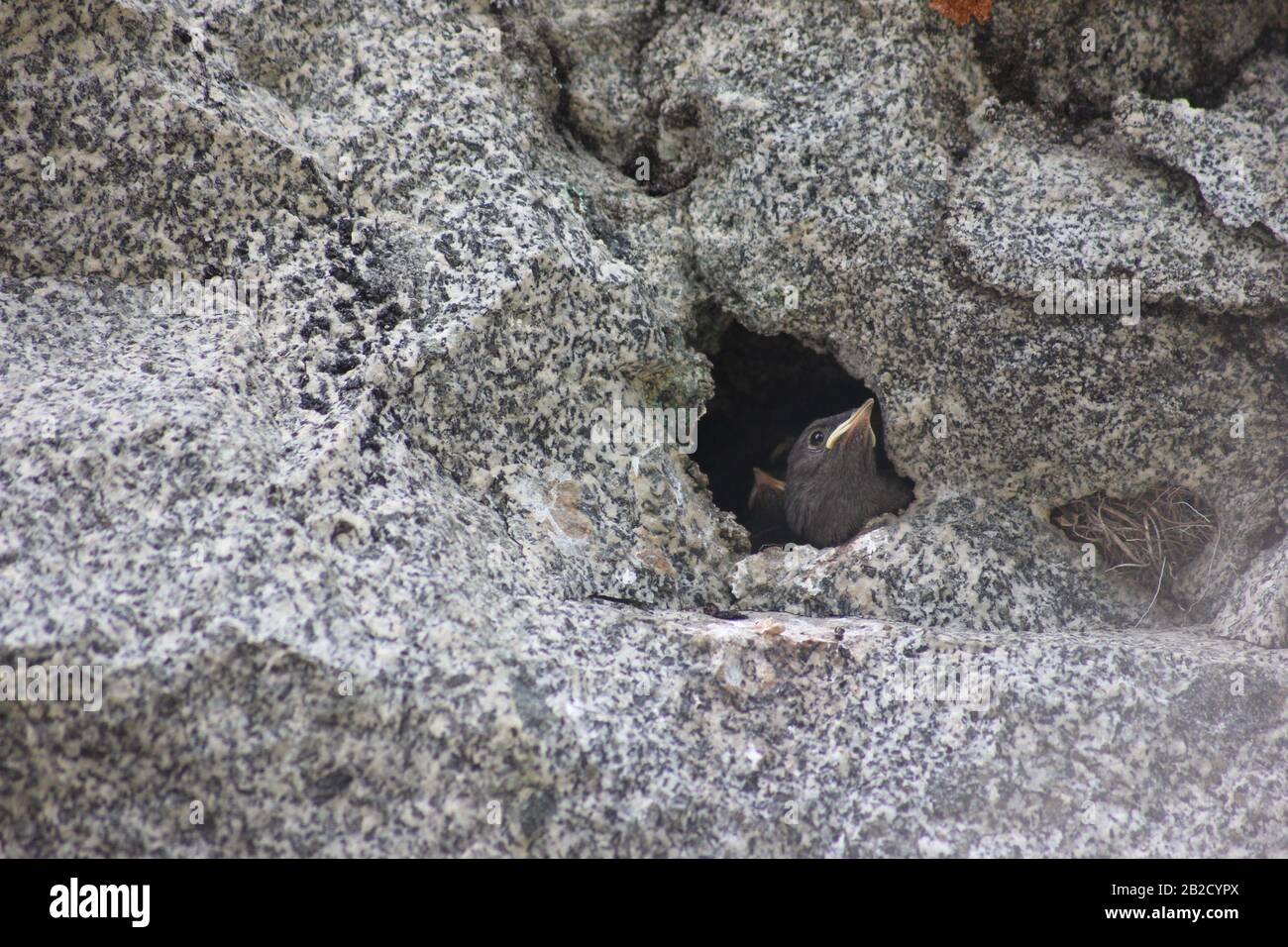 Beak spout hi-res stock photography and images - Alamy