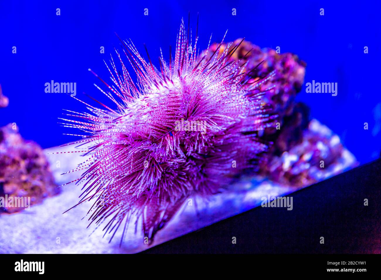 Close-up look at the Blue-spotted Urchin, also known as Astropyga ...