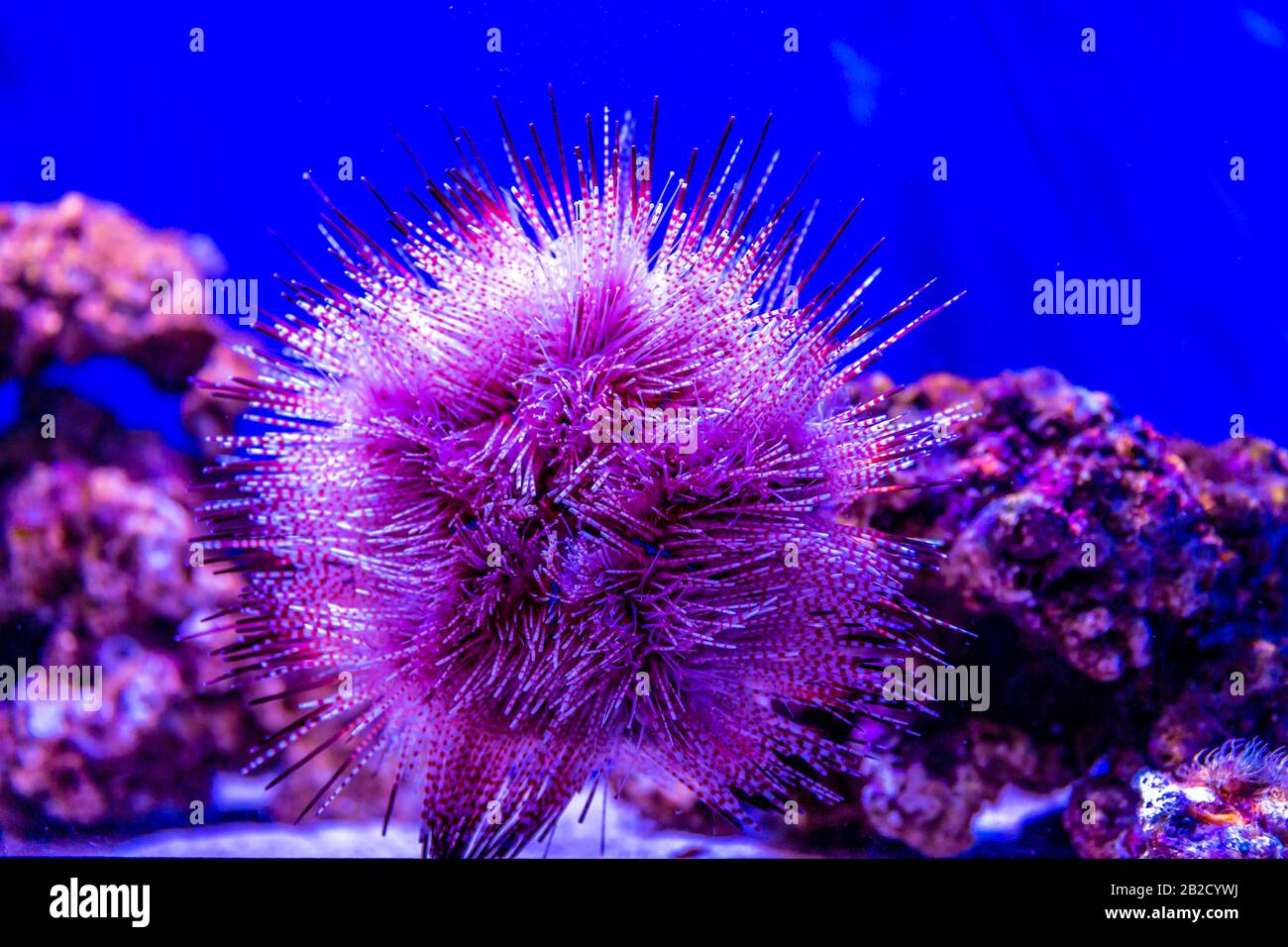 Close-up look at the Blue-spotted Urchin, also known as Astropyga ...