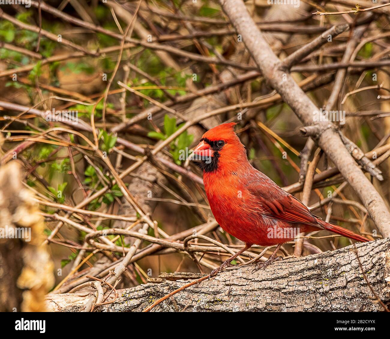 A beautiful Northern Cardinal looking for food in the forest Stock ...