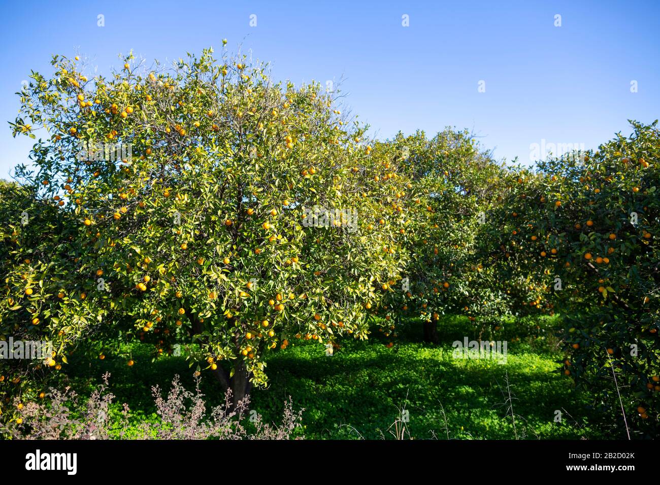 Orange tree trees hi-res stock photography and images - Alamy